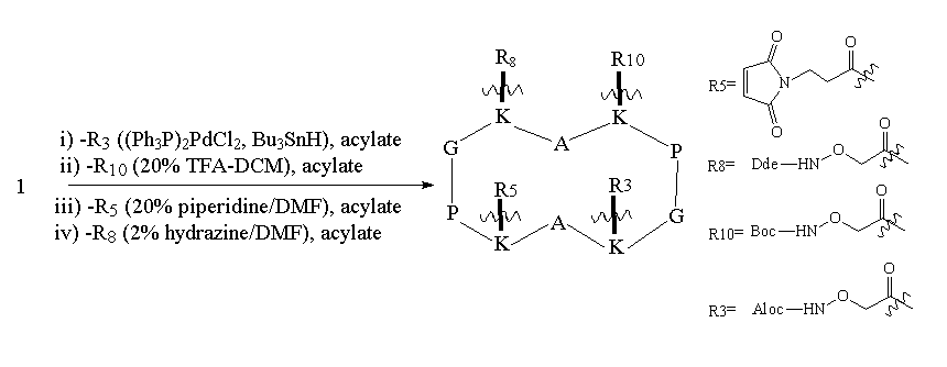 CONFORMATIONAL PROPERTIES OF CYCLIC PEPTIDE TEMPLATES FOR PROTEIN DESIGN