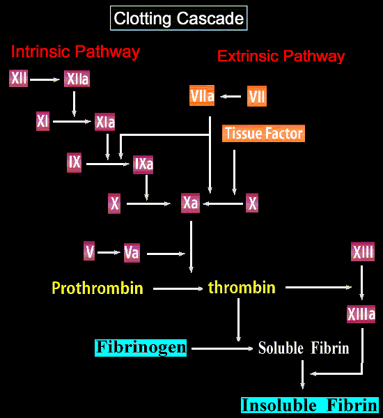 Bloodcoagulation Bloodcoagulation