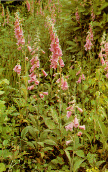 Digitalis Drug